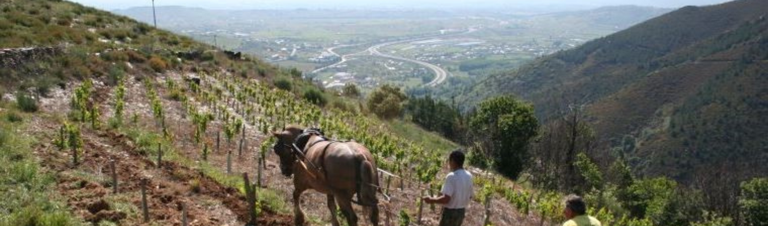 Offers – Atlas Fine Wines Limited
