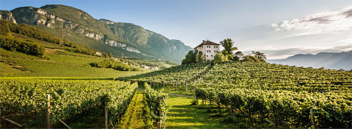 Offers – Atlas Fine Wines Limited